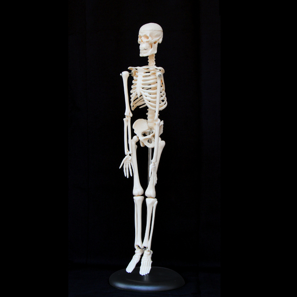45cm Full Body Human Skeleton Anatomical Medical Model